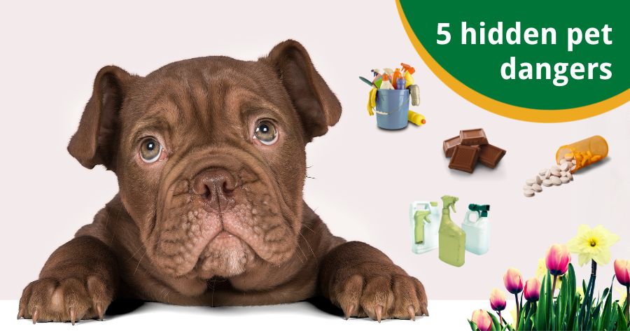 Pet Poisons | All Care Veterinary Network