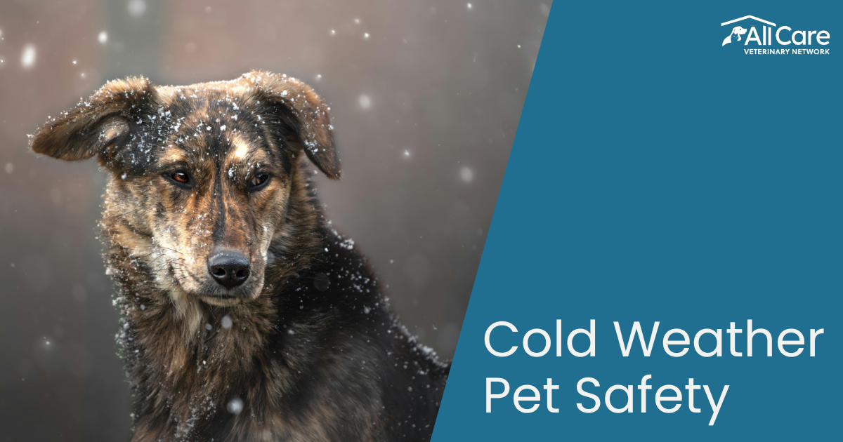 Cold Weather Pet Safety | All Care Veterinary Network